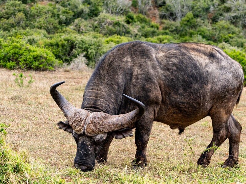 Addo Riverside Manor - Swop and Stay