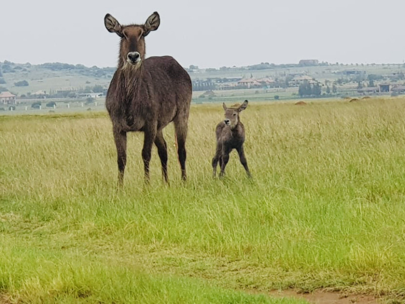 Basotho Lodge at Emoya Estate - Swop and Stay