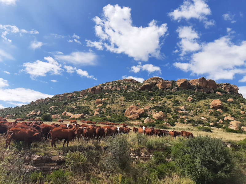 Imla Guest Farm - Swop and Stay