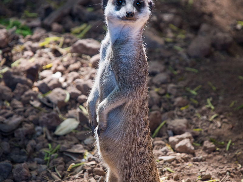 Addo Wildlife - Swop and Stay