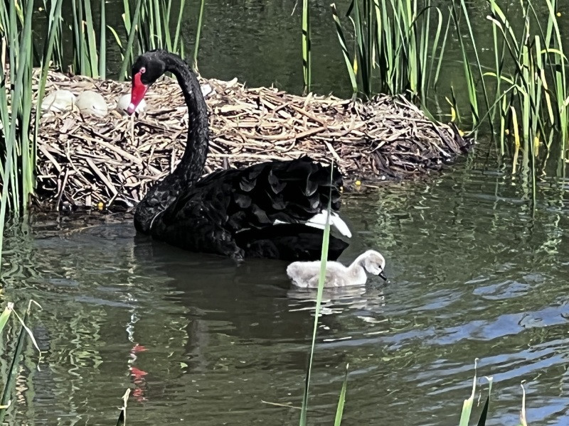 Basotho Lodge at Emoya Estate - Swop and Stay