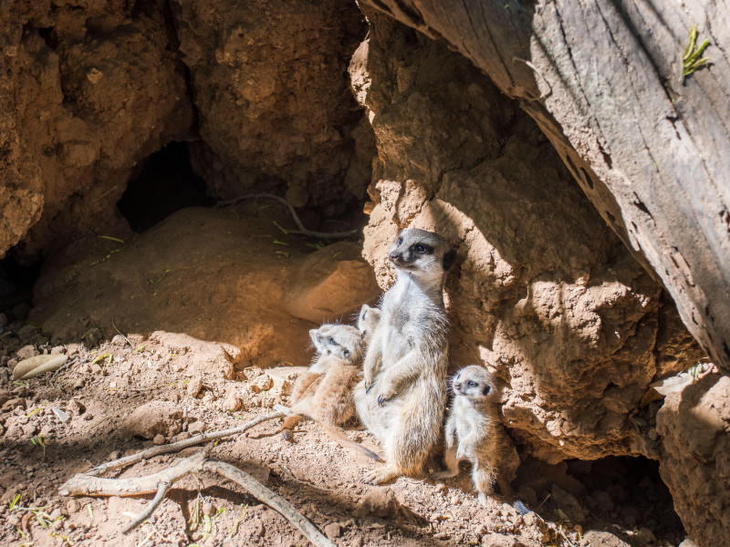 Addo Wildlife - Swop and Stay