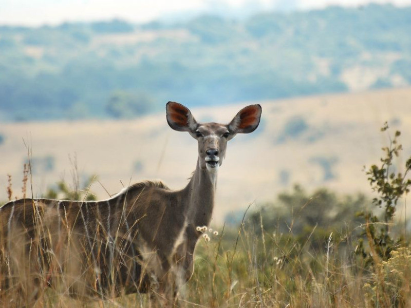 B'sorah Luxury Tent & Venue - Swop and Stay