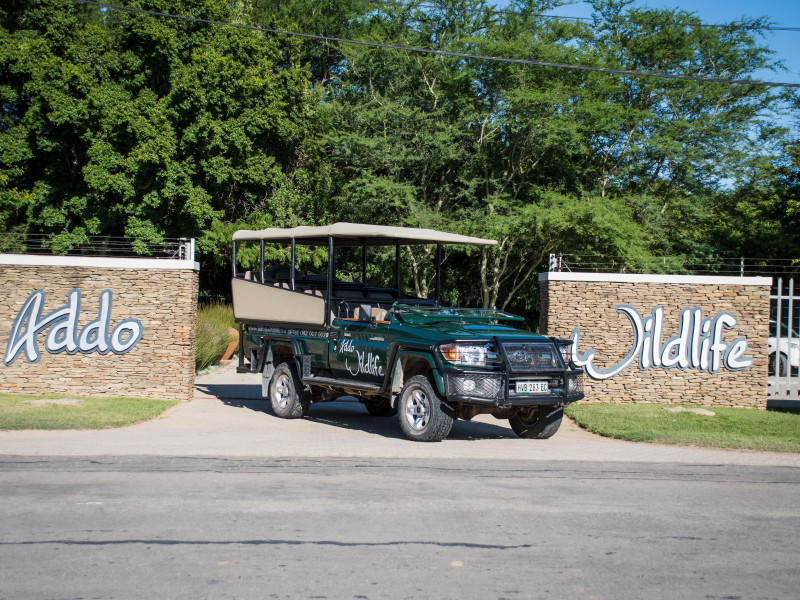 Addo Wildlife - Swop and Stay