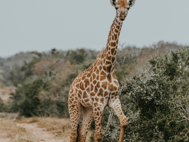 Addo Wildlife - Swop and Stay