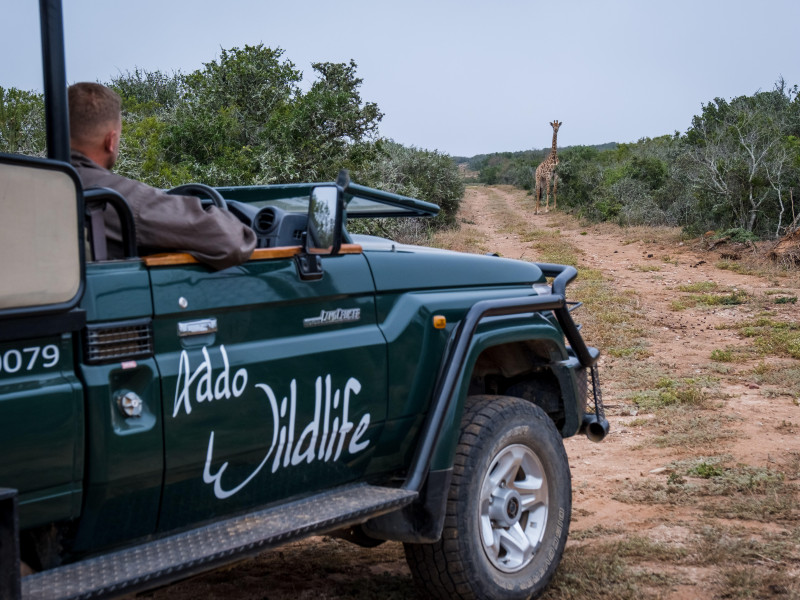 Addo Wildlife - Swop and Stay